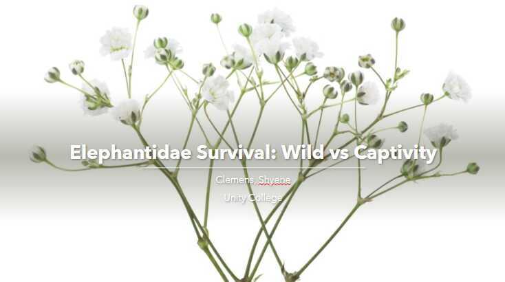 Eliphantidae Survival: Wild vs Captivity