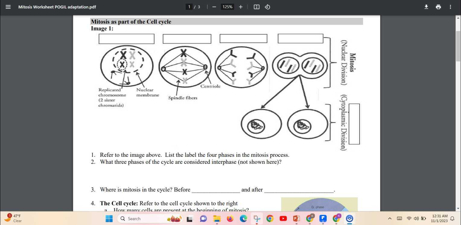 Mitosis Worksheet Guided Instruction